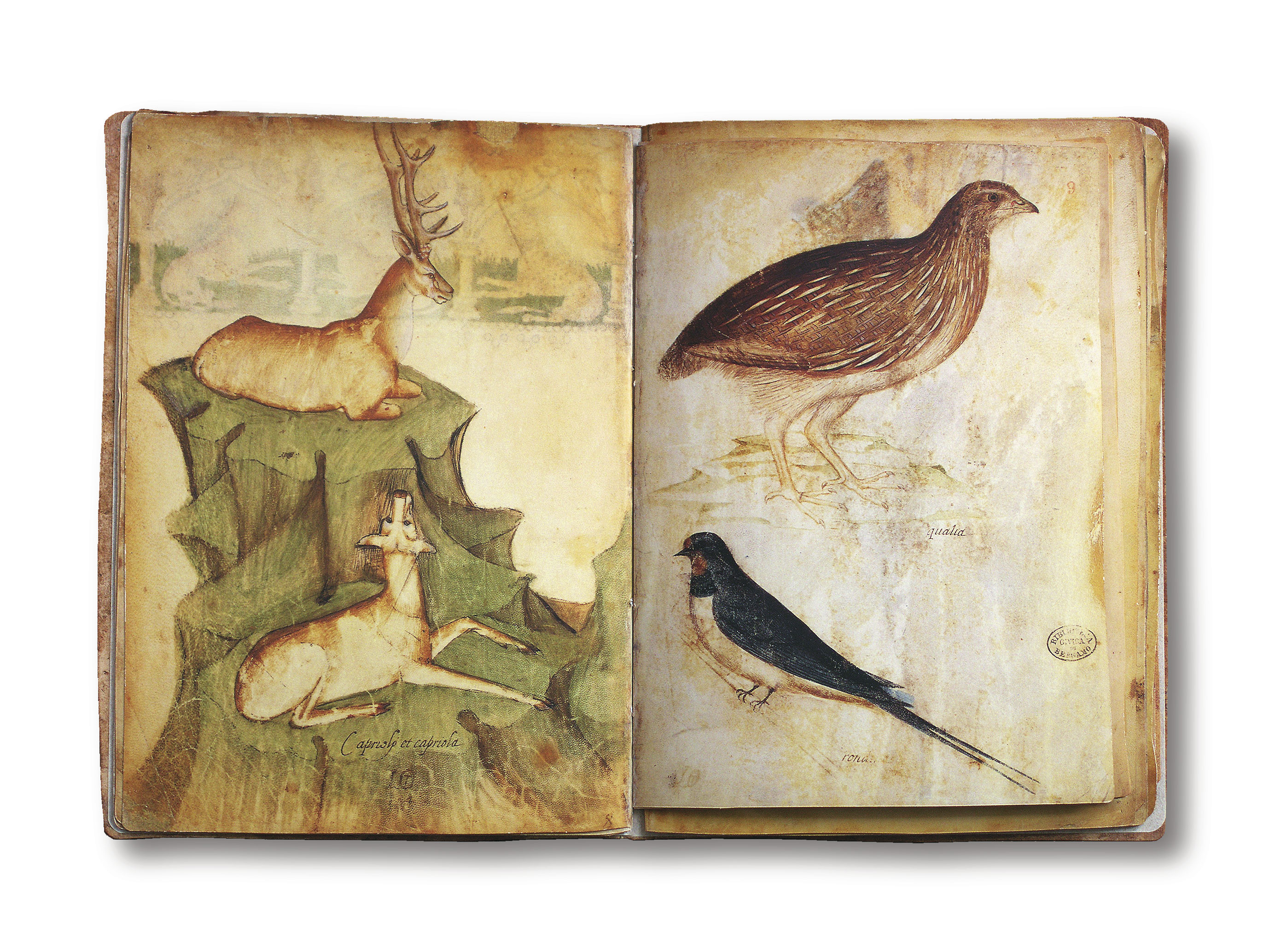 Giovannino de Grassi - Eikon Editores