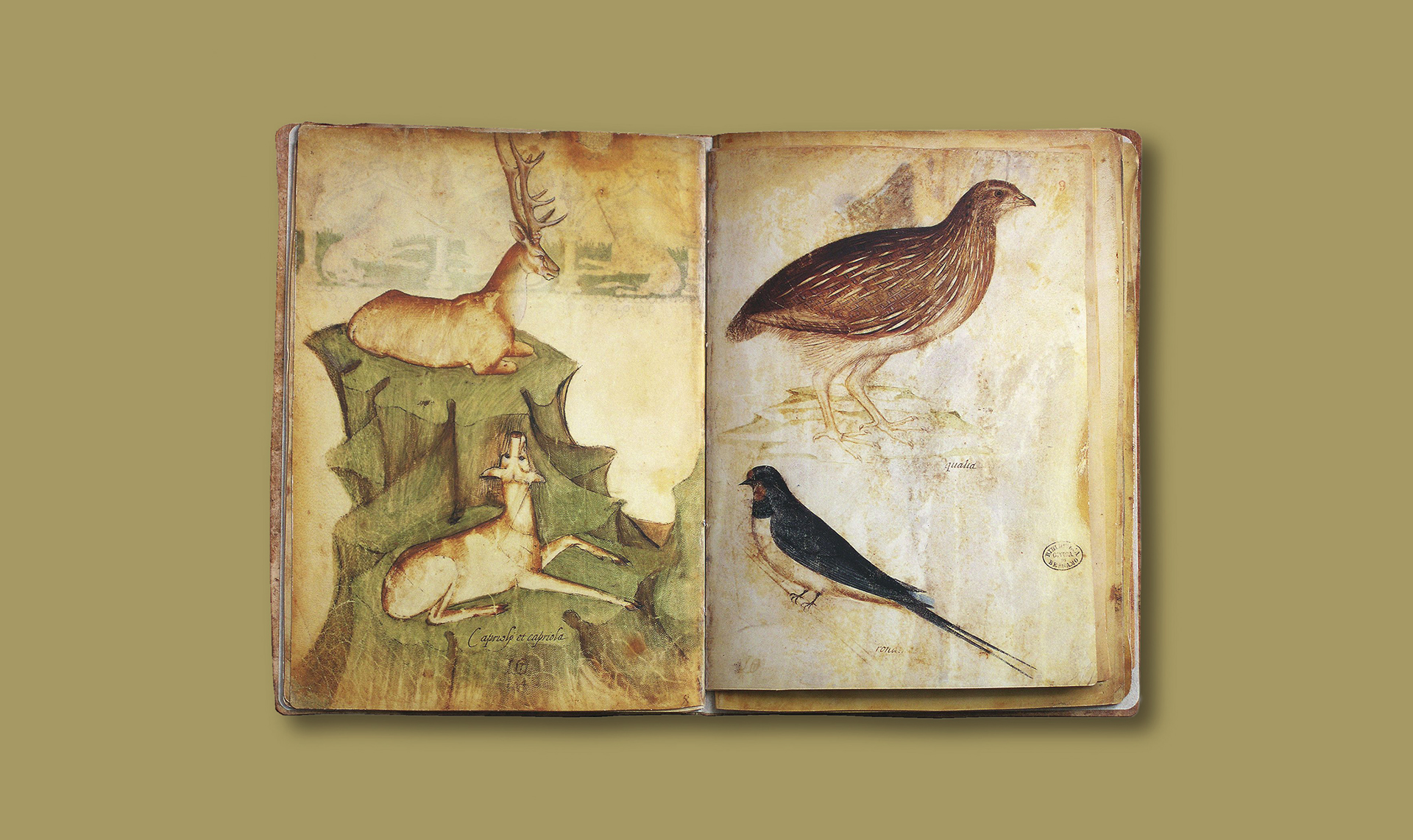 Giovannino de Grassi - Eikon Editores